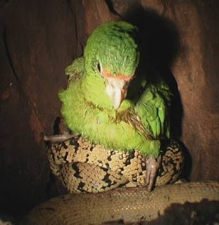 Predatismo: Predatismo